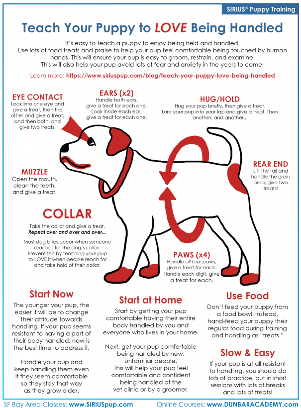 Teach Your Puppy to Love Being Handled | Sirius Dog Training Teach Your Puppy to Love Being Handled | Sirius Dog Training